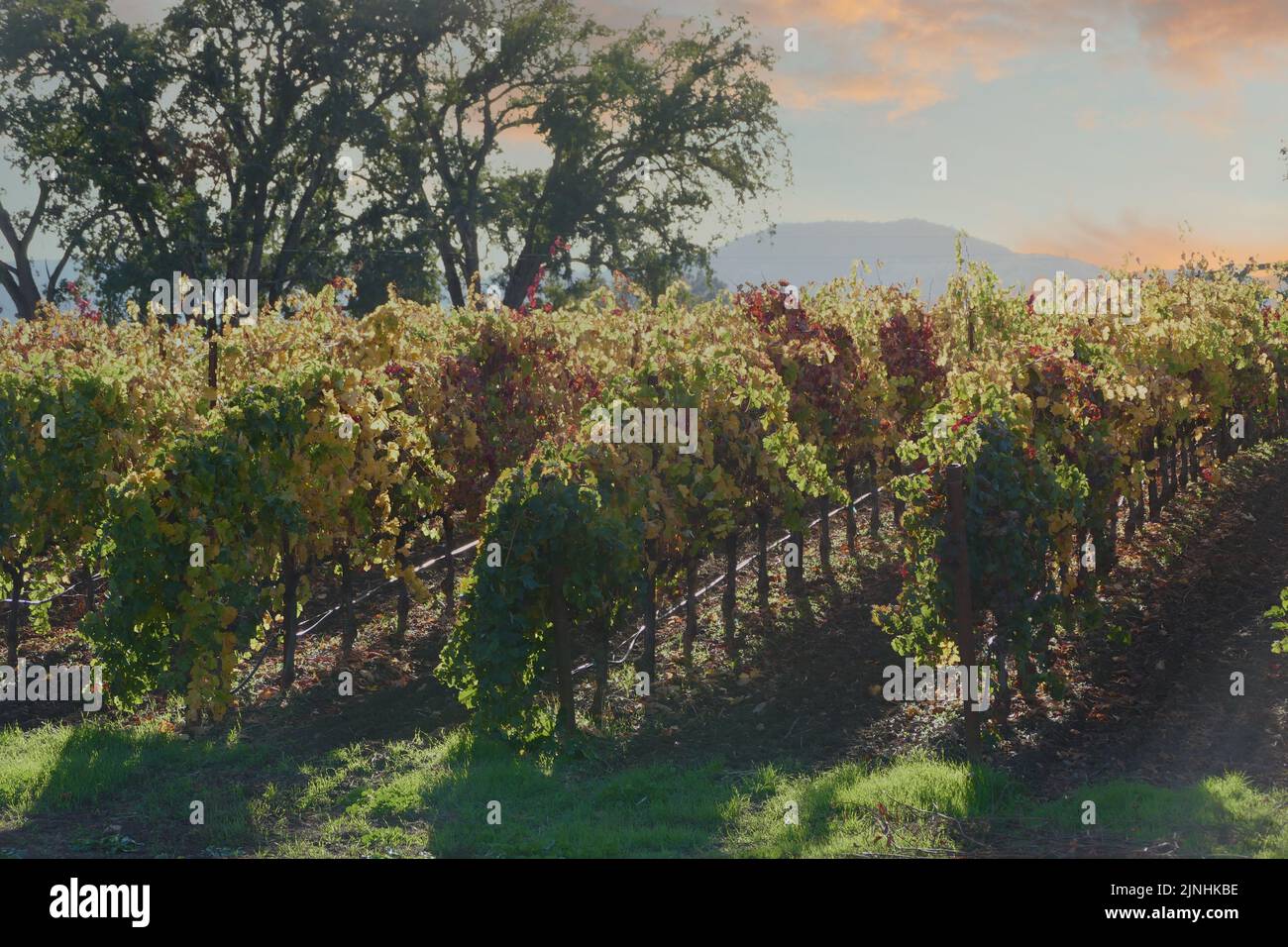 Vineyard rows hi-res stock photography and images - Alamy