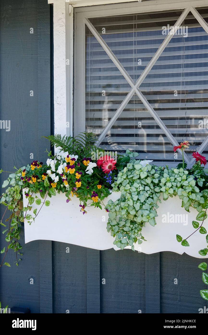 pretty flowers in window box outside of cottage window Stock Photo - Alamy