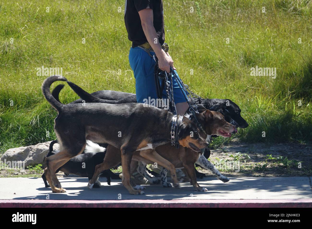 man walking group of dogs in the park Stock Photo - Alamy