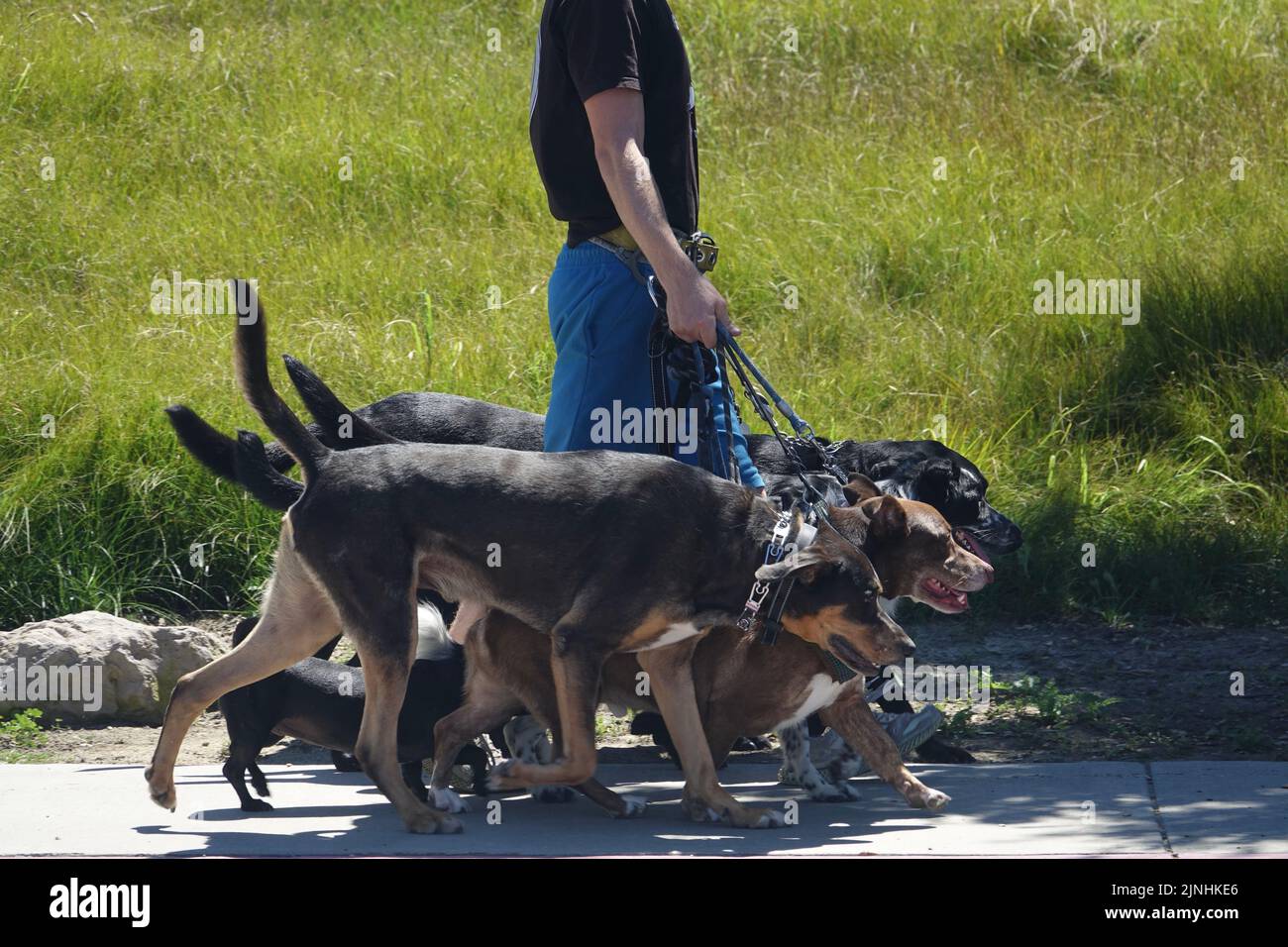 Professional dog trainer hi-res stock photography and images - Alamy