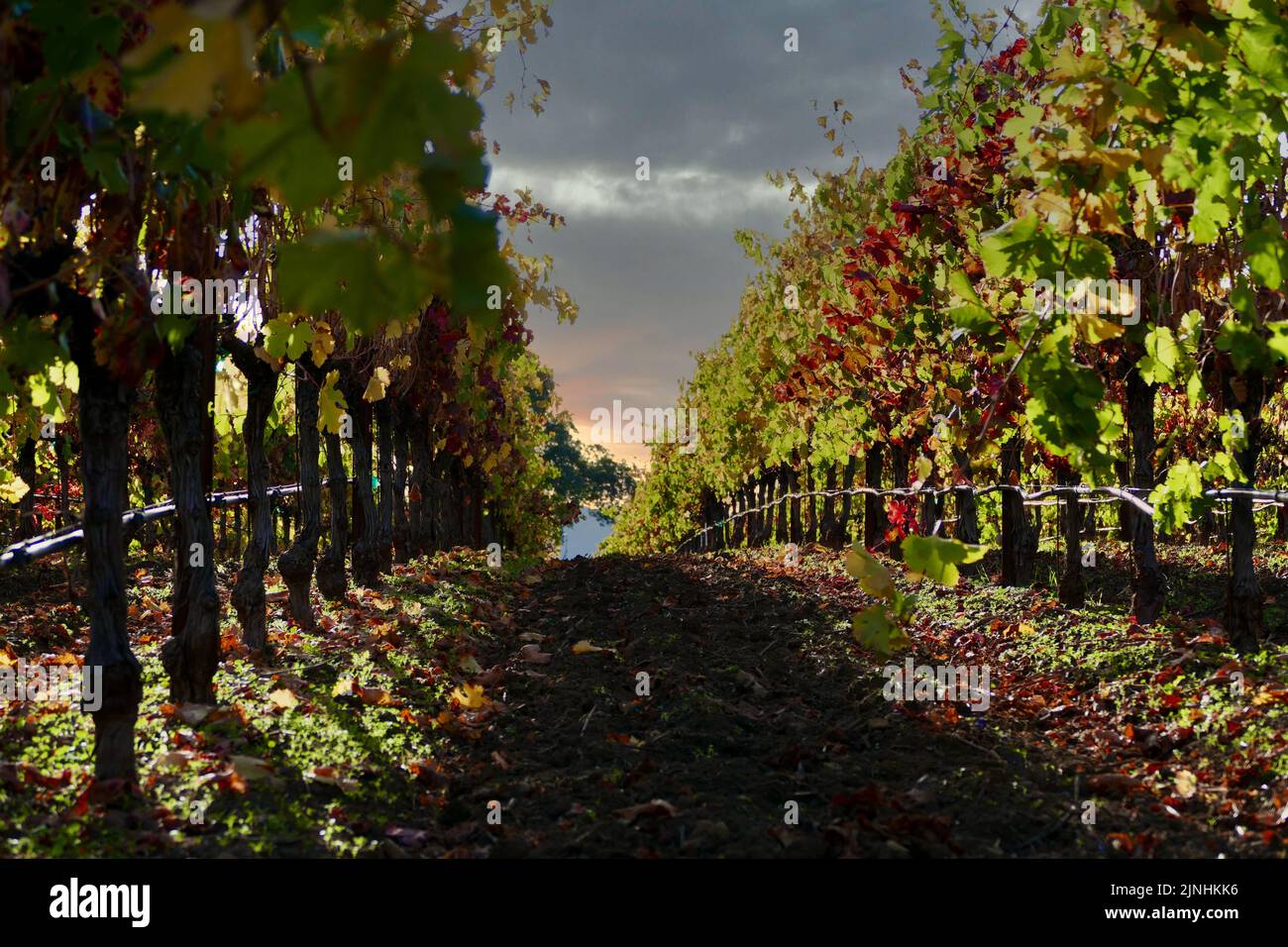 Ground level view of fall foliage hi-res stock photography and images ...