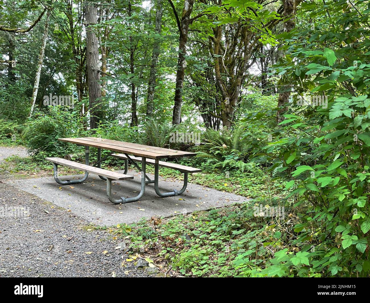 empty picnic table among the lush foliage in the forest Stock Photo - Alamy