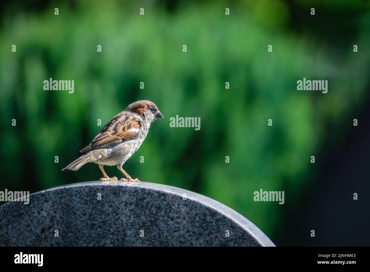 A cute little house sparrow standing on a rounded marble slab in a ...