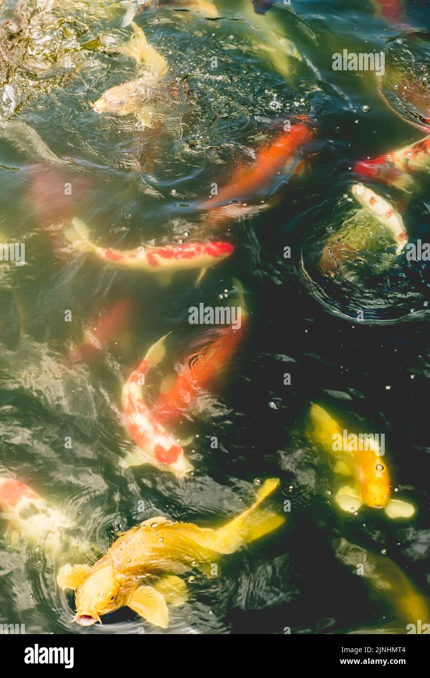 The Koi Carp red and yellow fishes in the ornamental ponds of Nan Lian ...