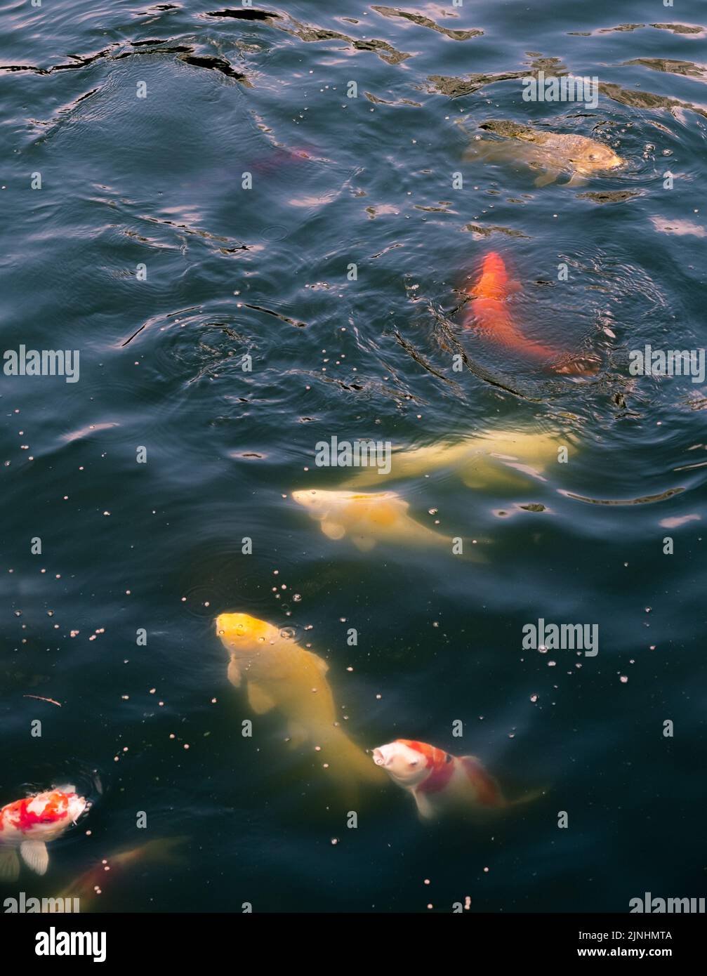 The Koi Carp red and yellow fishes in the ornamental ponds of Nan Lian ...