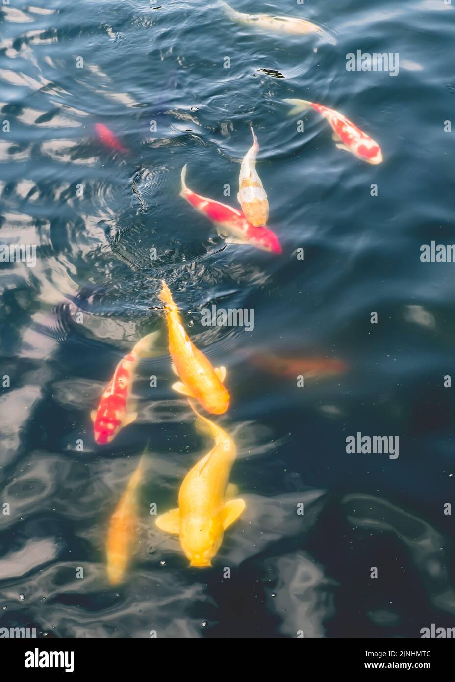 The Koi Carp red and yellow fishes in the ornamental ponds of Nan Lian ...