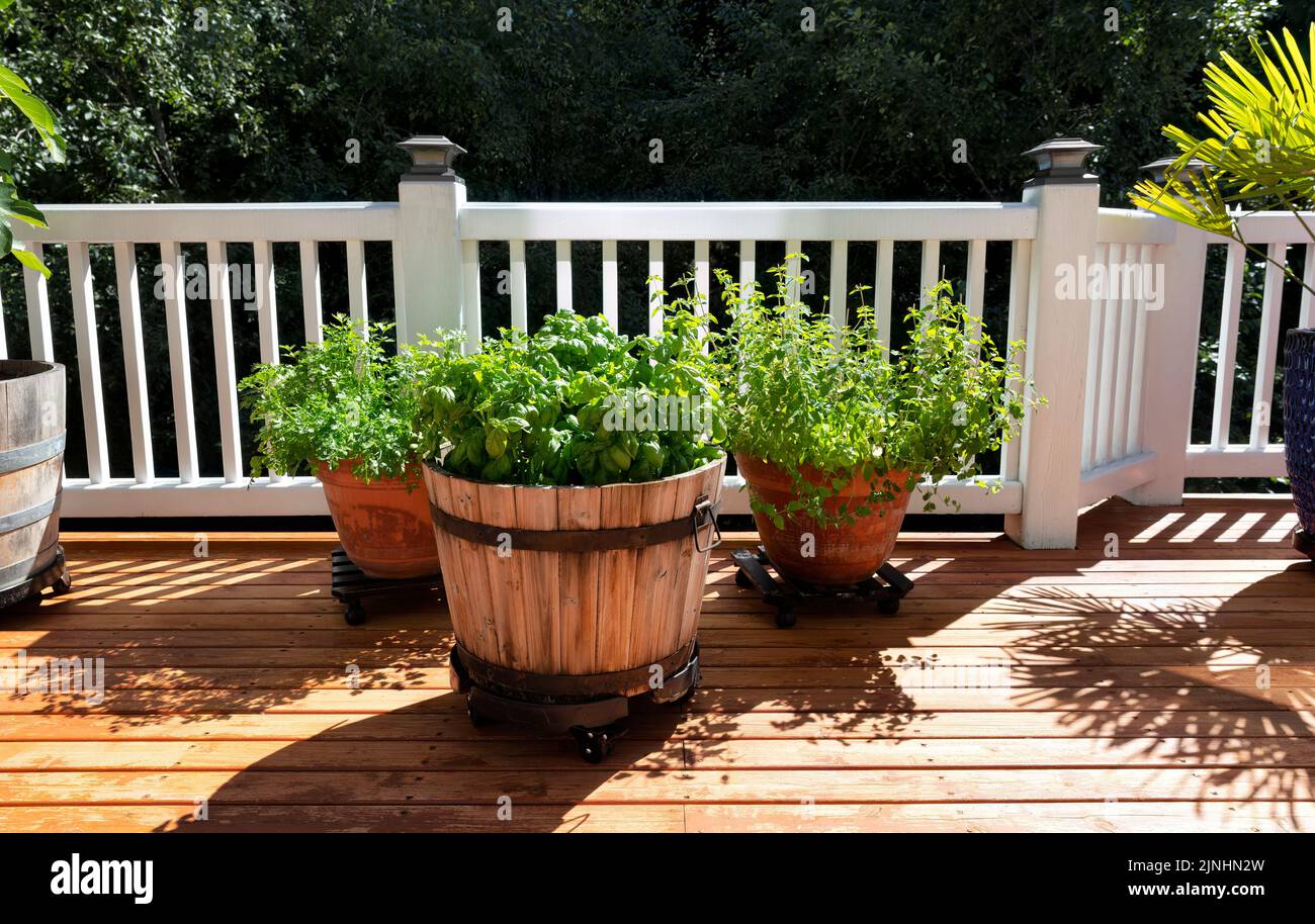 Large barrel planters of Italian herbs consisting of basil, oregano ...