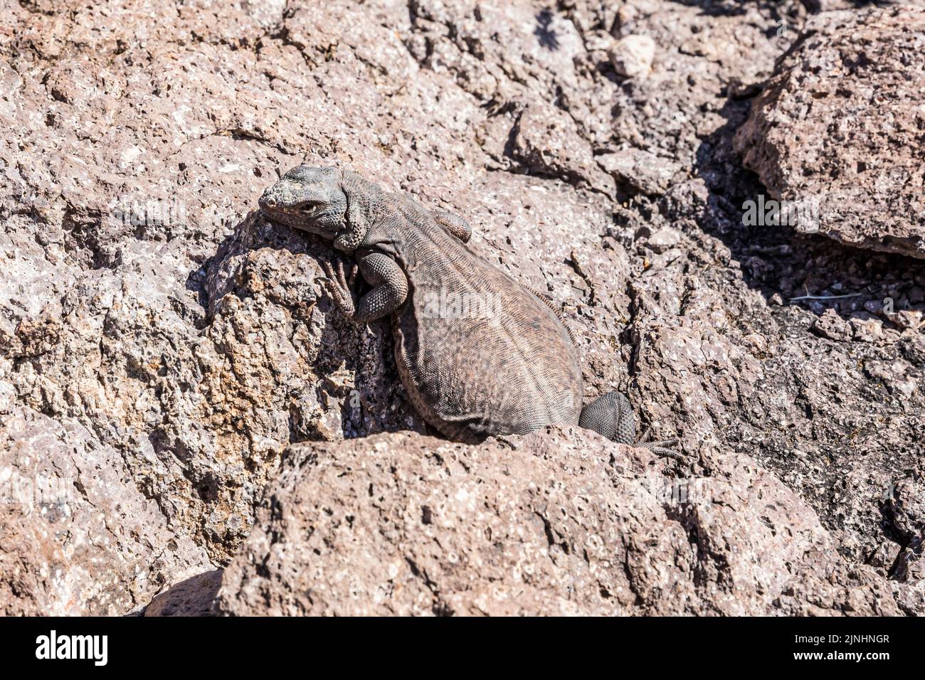 A Chuckwalla Lizard in Siphon Draw, Lost Dutchman State Park, Arizona ...