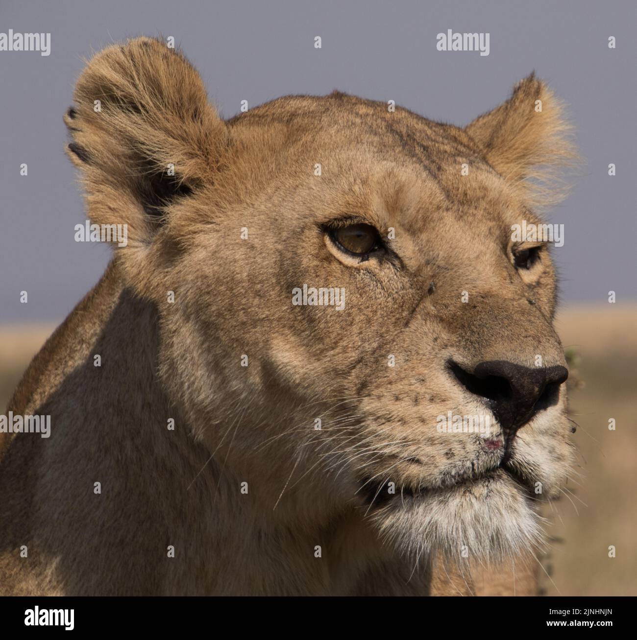 Lioness Sitting Tattoo