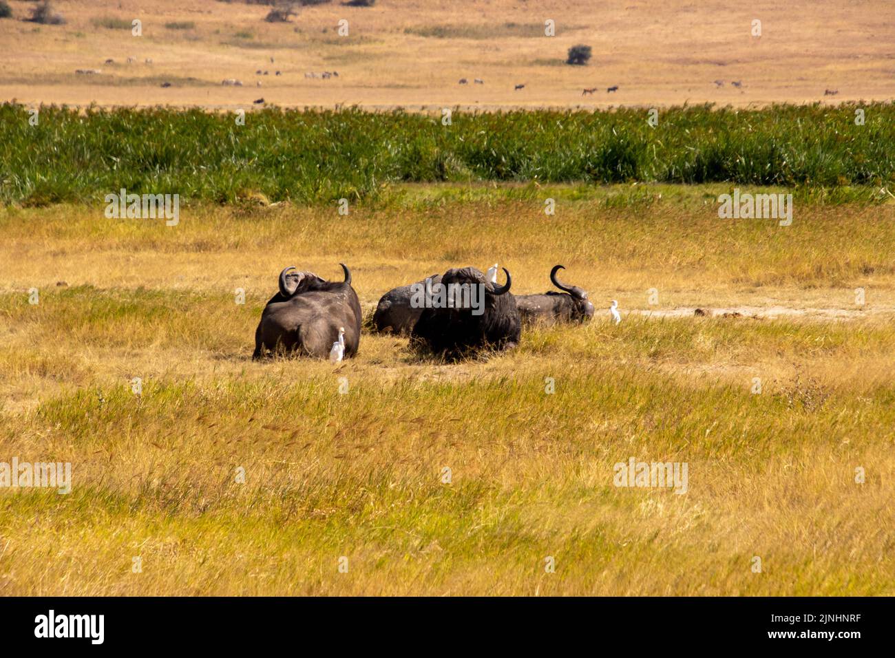 Four water buffalo laying on the plains with white birds standing next ...