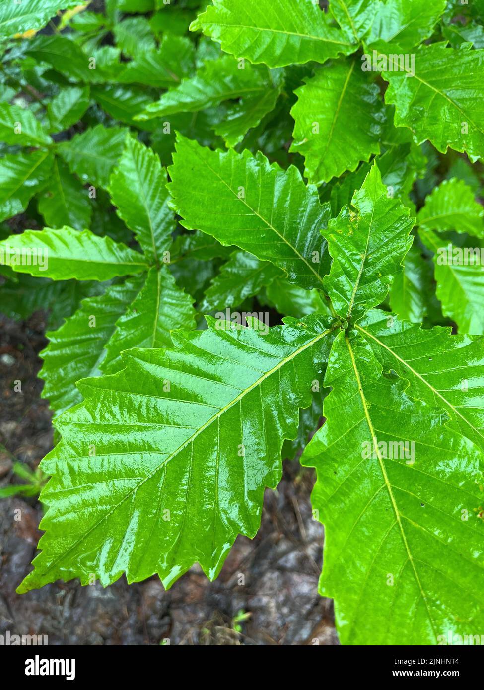 Wet japanese plant hi-res stock photography and images - Alamy