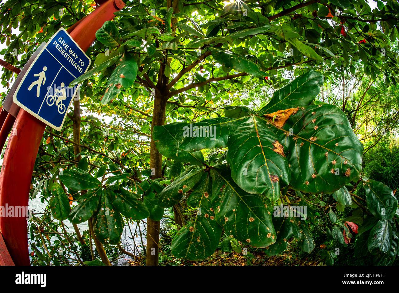 Red bridge singapore punggol hi-res stock photography and images - Alamy
