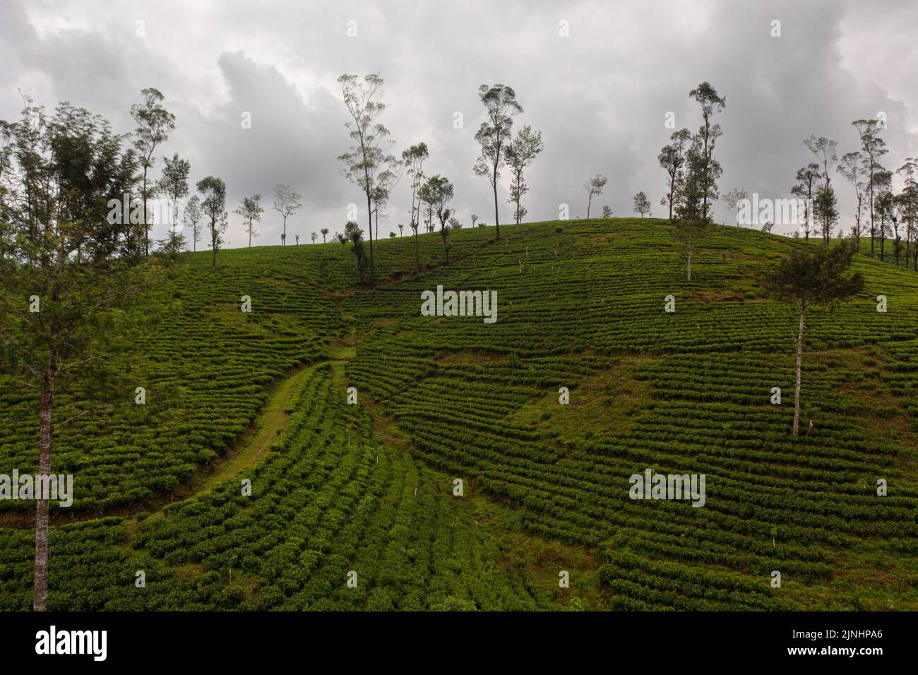 Aerial drone tea plantation maskeliya hi-res stock photography and ...