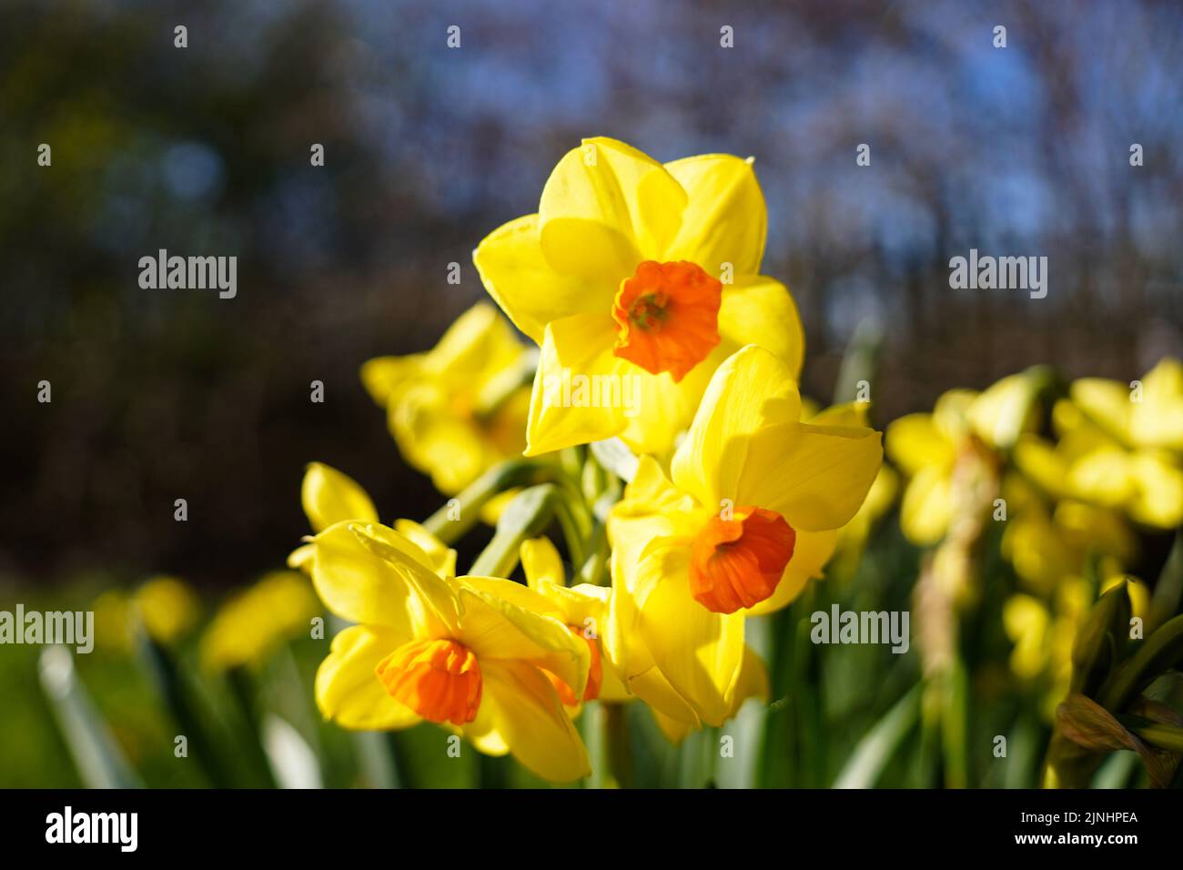 Trio of daffodils hi-res stock photography and images - Alamy