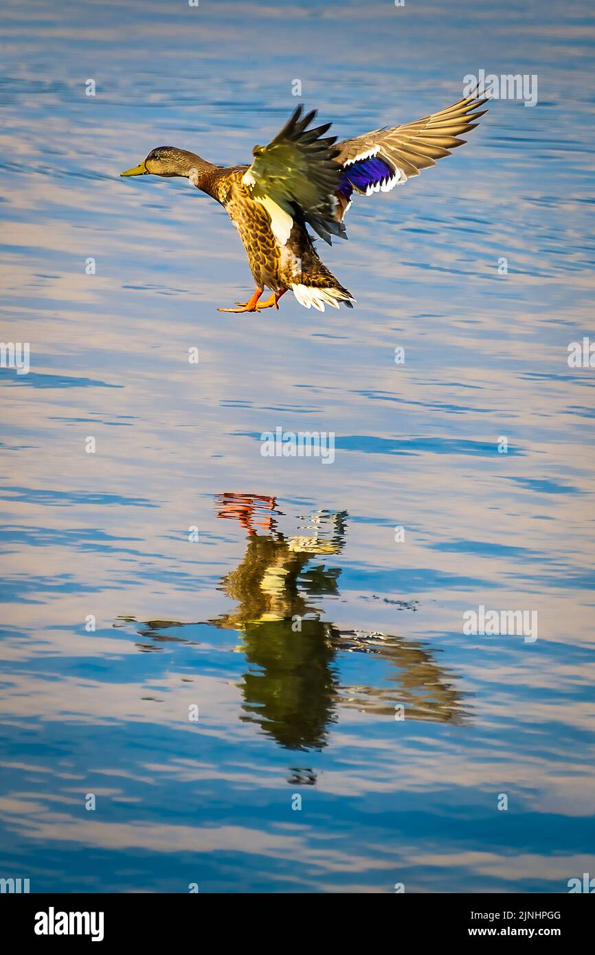 Mallard hen duck readies for a water landing Stock Photo - Alamy