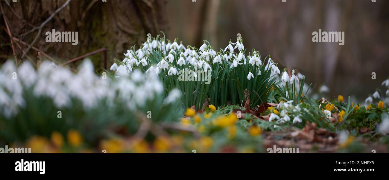 Well kept garden hi-res stock photography and images - Alamy