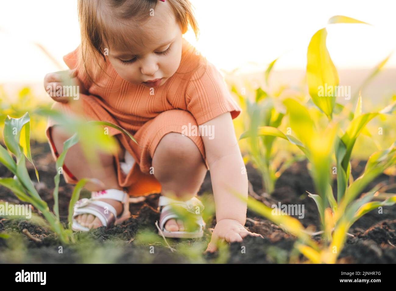 Baby girl playing digging in the ground in the cornfield to explore the ...