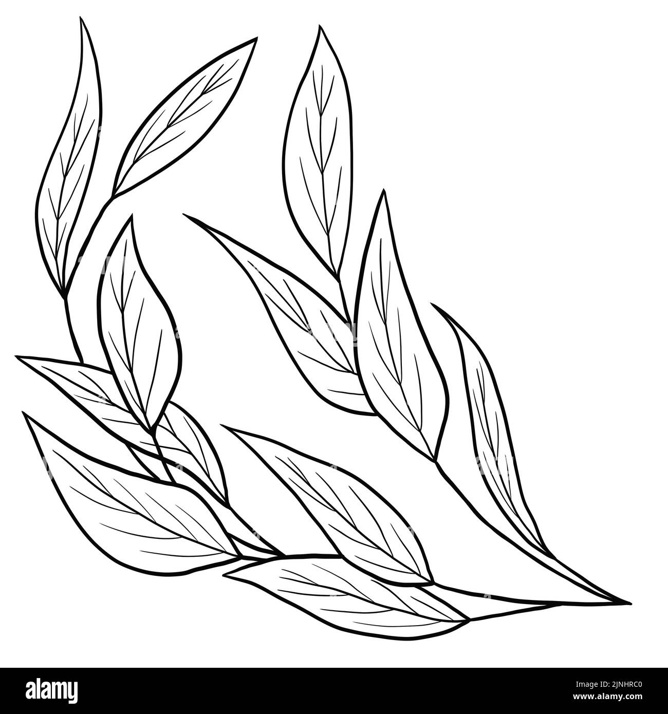 Elegant design of leaves Black and White Stock Photos & Images - Alamy