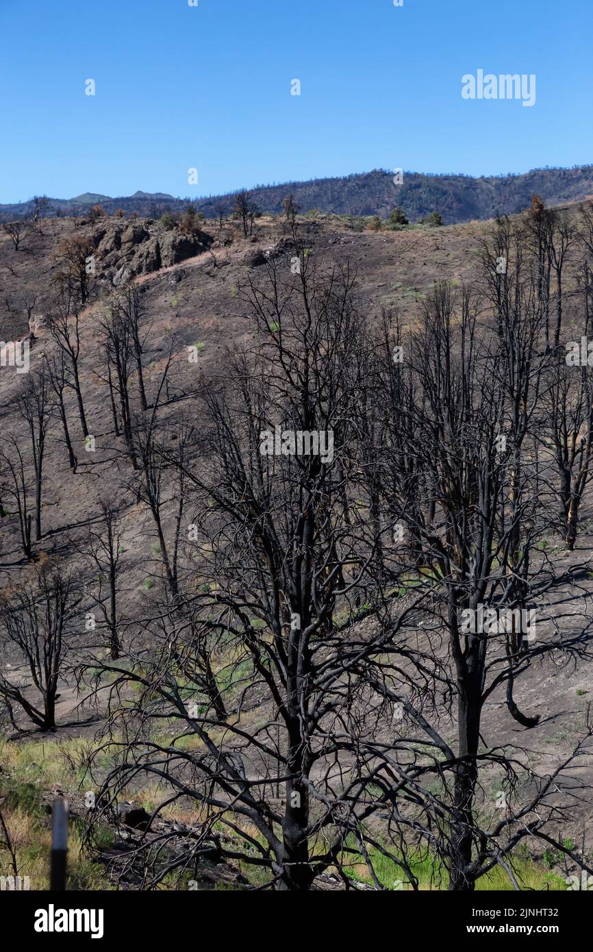 Burnt Trees on the side of a Mountain along the Road. Summer Season ...