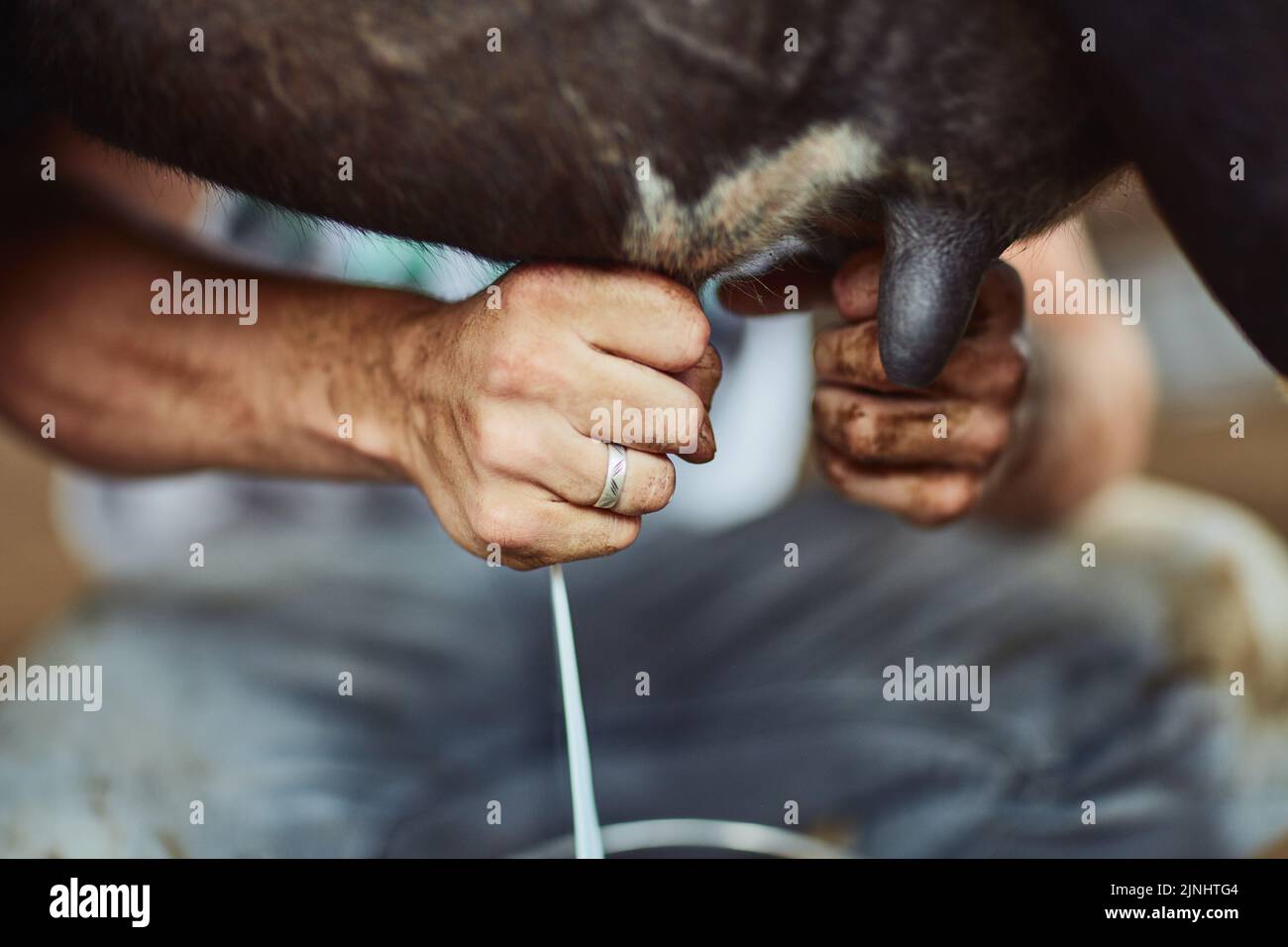 Farmer milking cow hi-res stock photography and images - Alamy