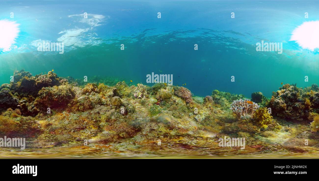 Coral reef and tropical fishes. The underwater world of the Philippines ...