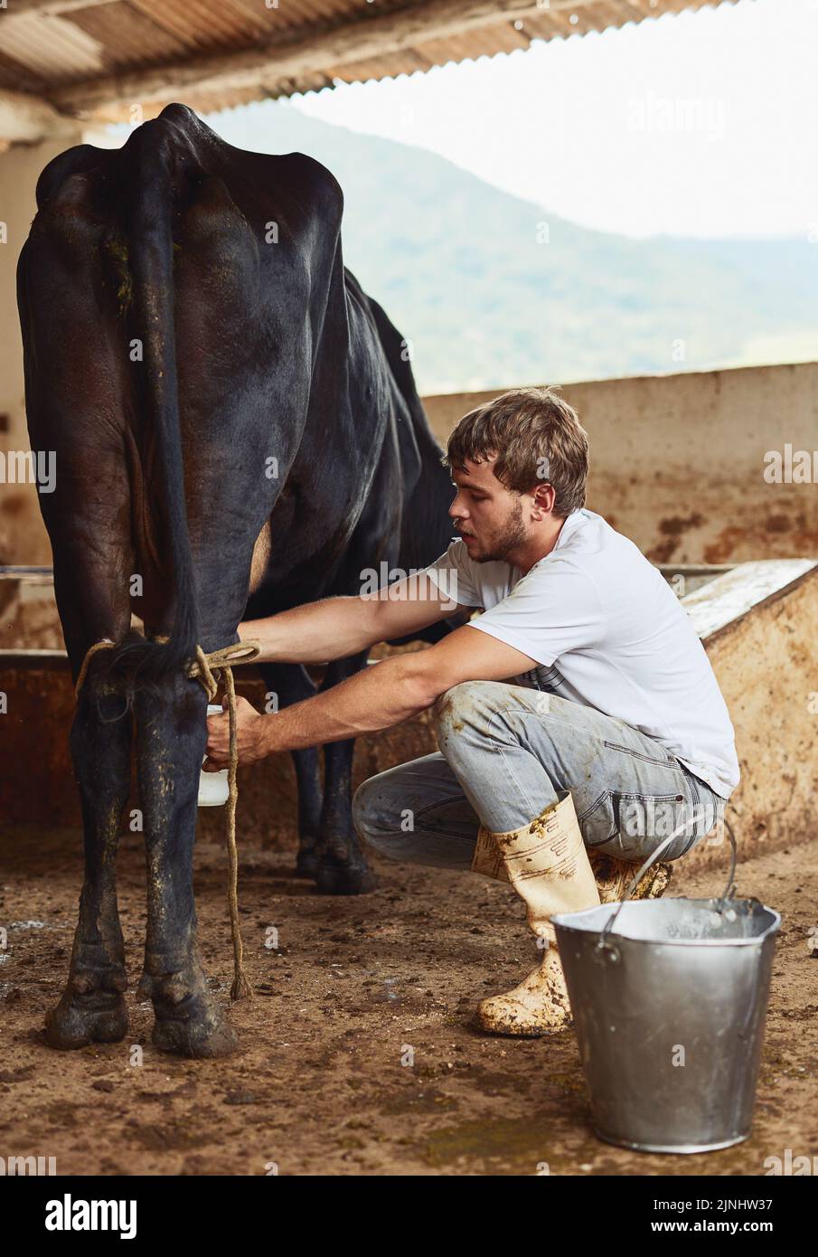 Part of my daily routine. a young male farmer milking a cow inside a ...