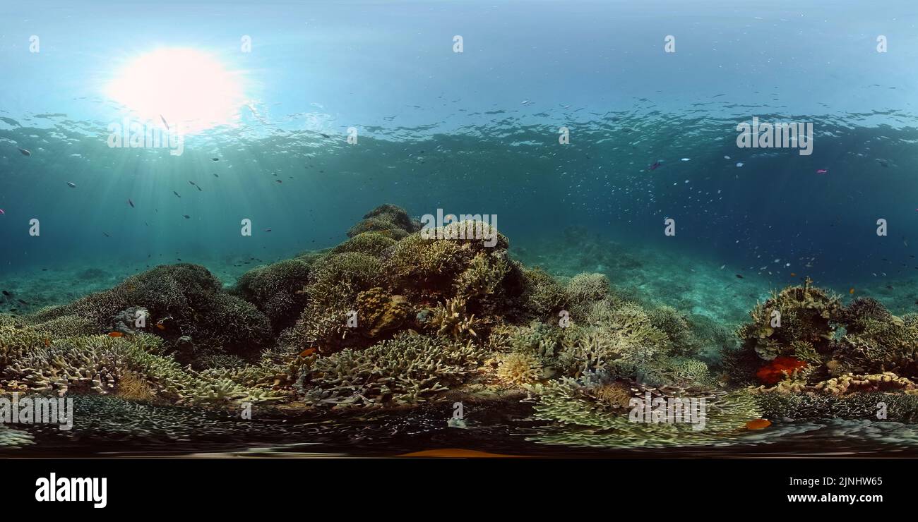 Coral reef and tropical fishes. The underwater world of the Philippines ...