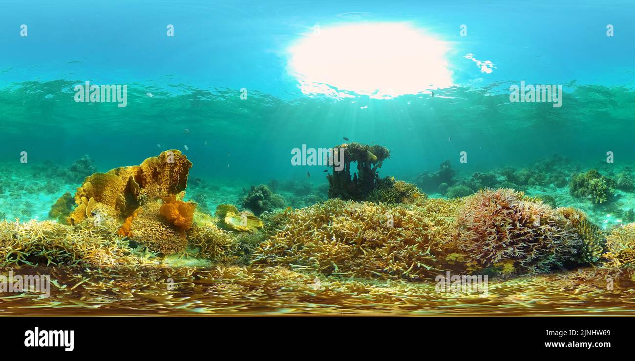 Tropical colourful underwater seascape. Tropical fishes and coral reef ...