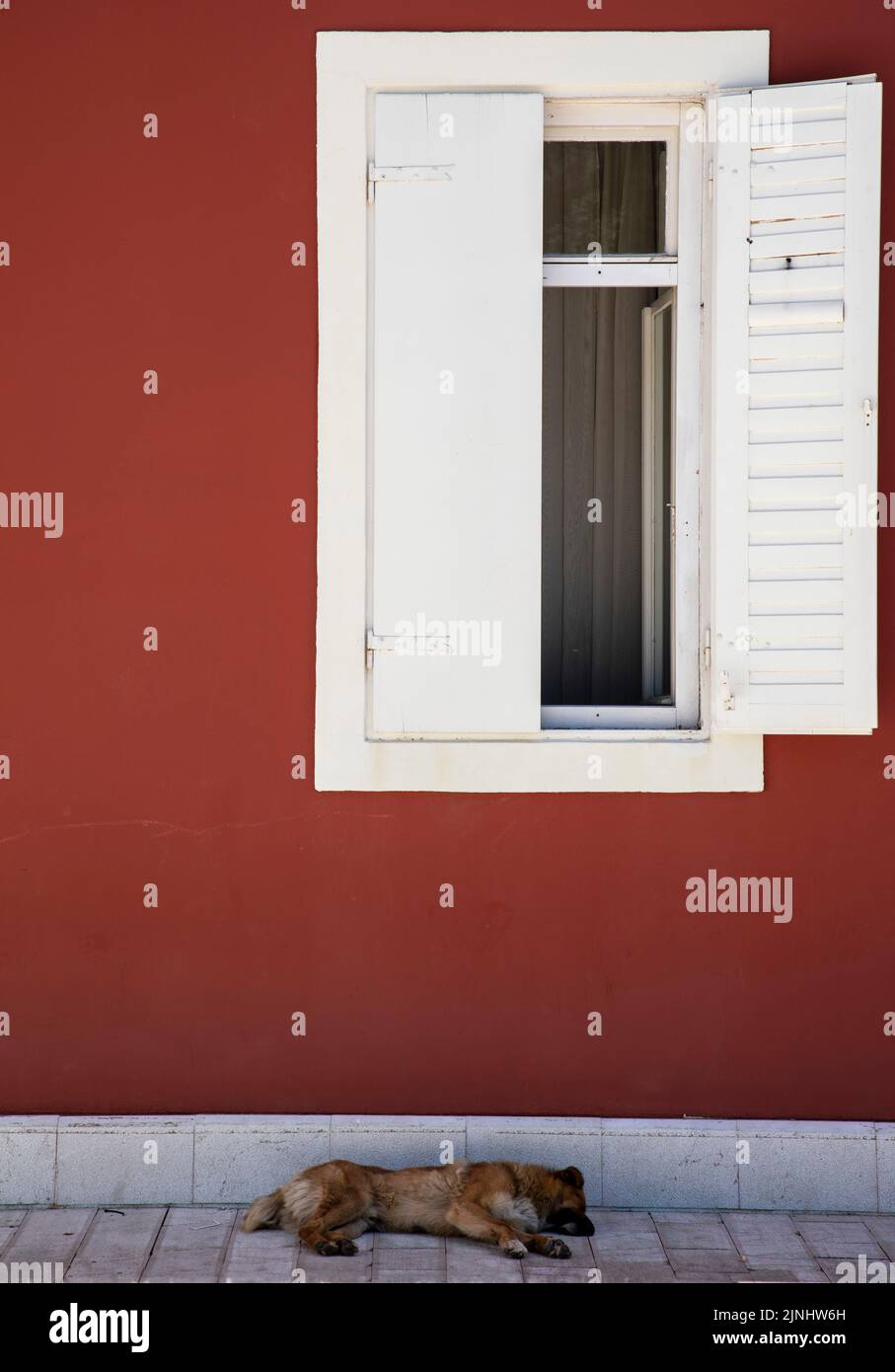 Dog sleeping under a window in Montenegro Stock Photo - Alamy