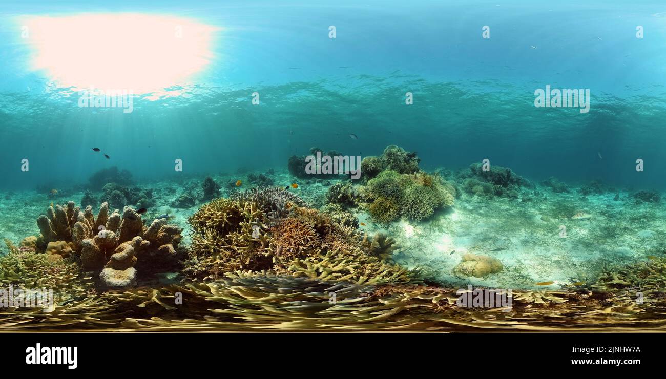Reef underwater tropical coral garden. Underwater sea fish. Philippines ...