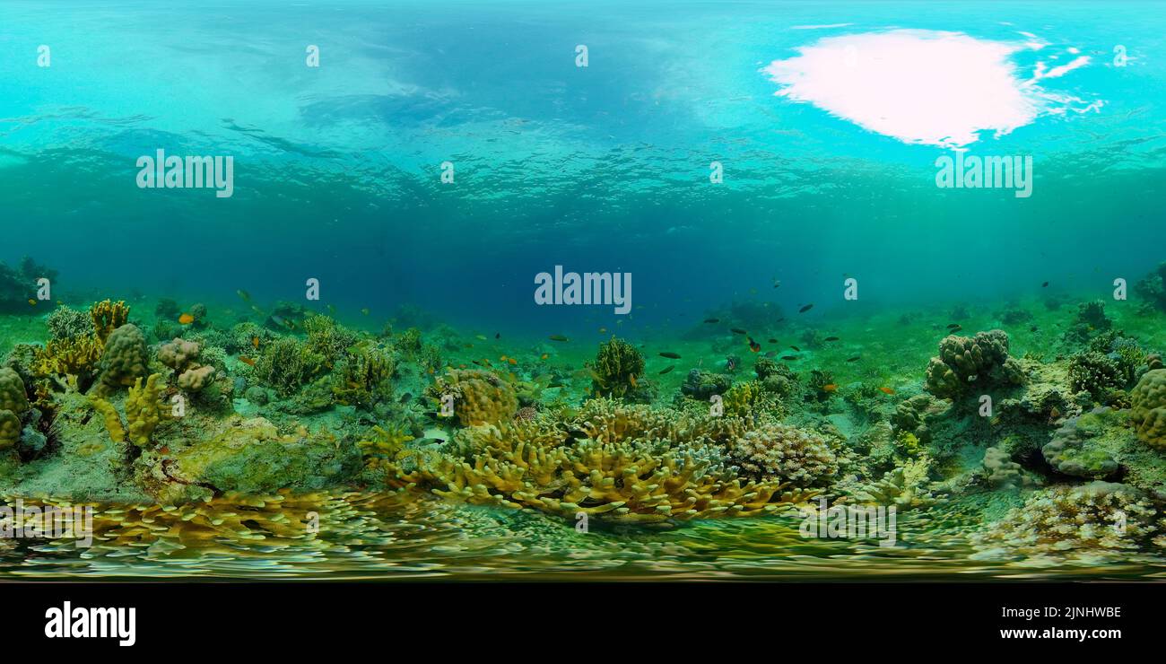 Coral reef and tropical fishes. Coral Reef and Fishes Underwater. The ...