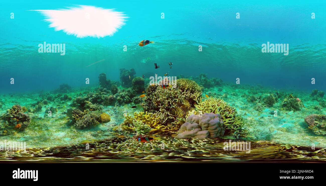 Tropical coral reef and fishes underwater. Tropical fishes and coral ...