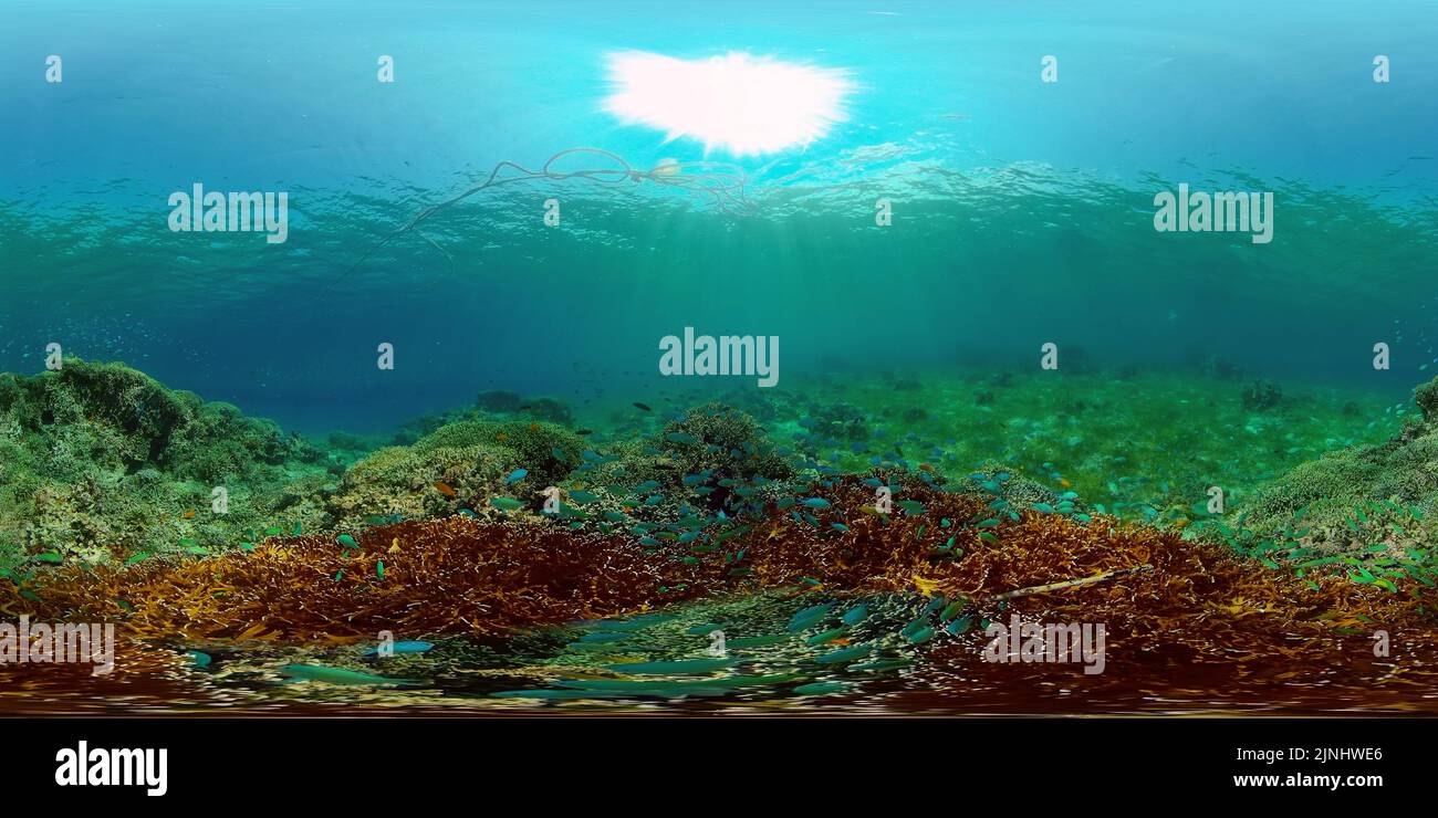 Scene reef. Marine life sea world. Underwater fish reef marine ...