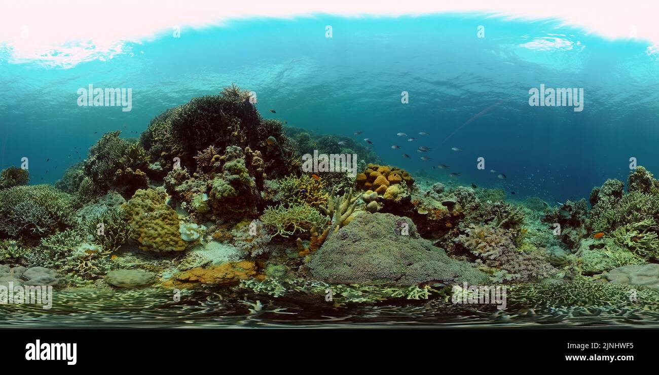 Colourful tropical coral reef. Scene reef. Marine life sea world ...