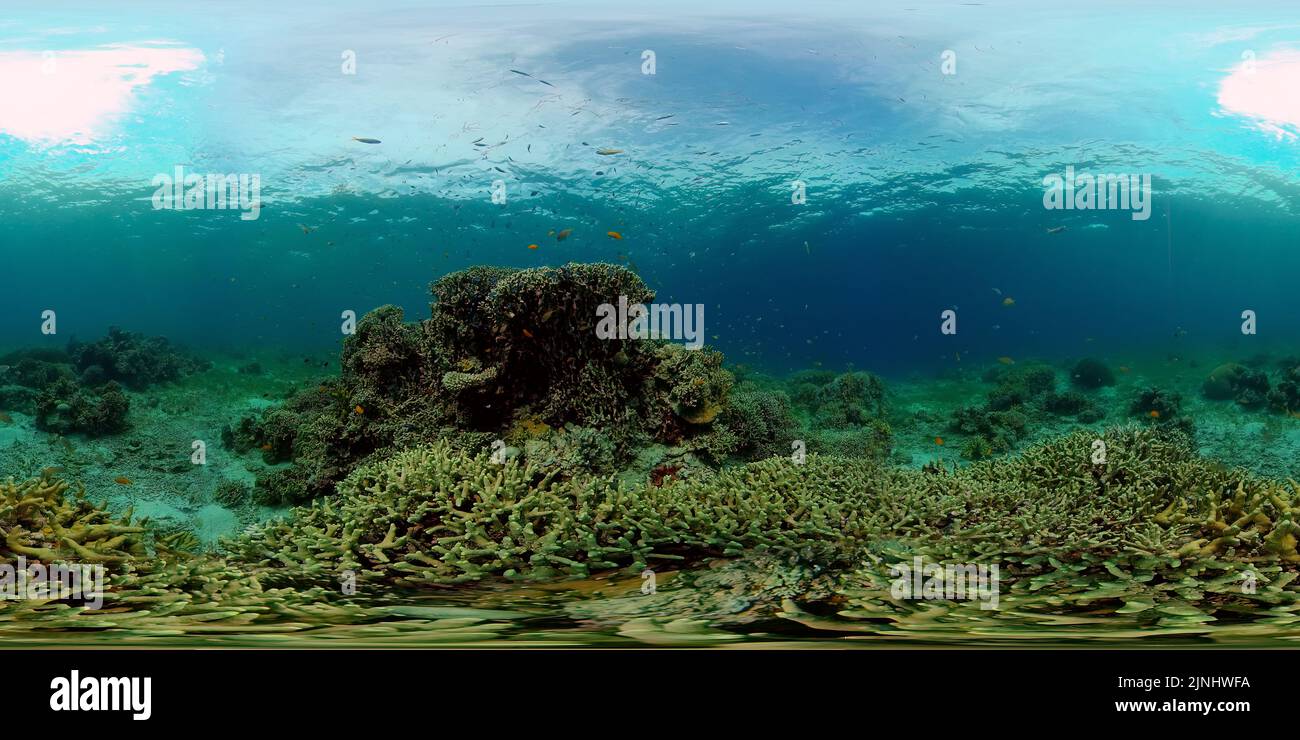 Tropical fishes and coral reef at diving. Beautiful underwater world ...