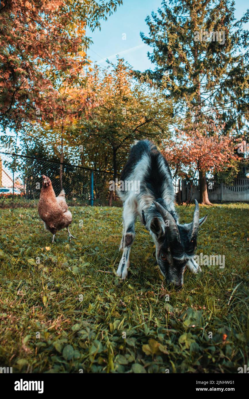 Little goat is grazing near the old house in village together with ...