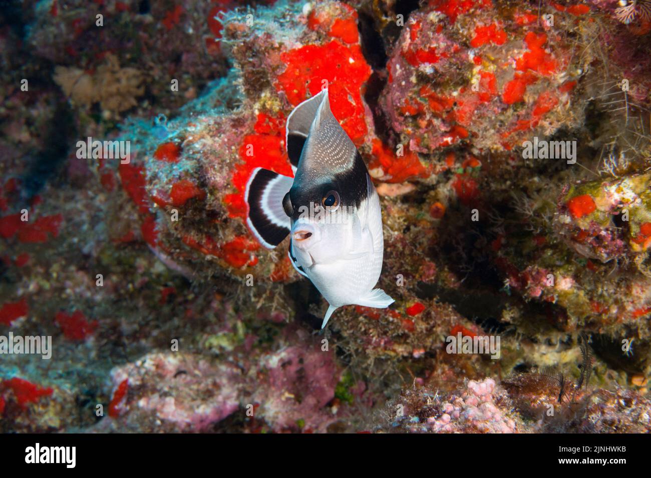 Bandit anglefish hi-res stock photography and images - Alamy Bandit anglefish hi-res stock photography and images - Alamy