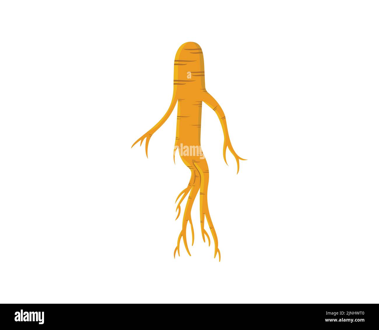 Ginseng root medical plant Stock Vector Images - Alamy