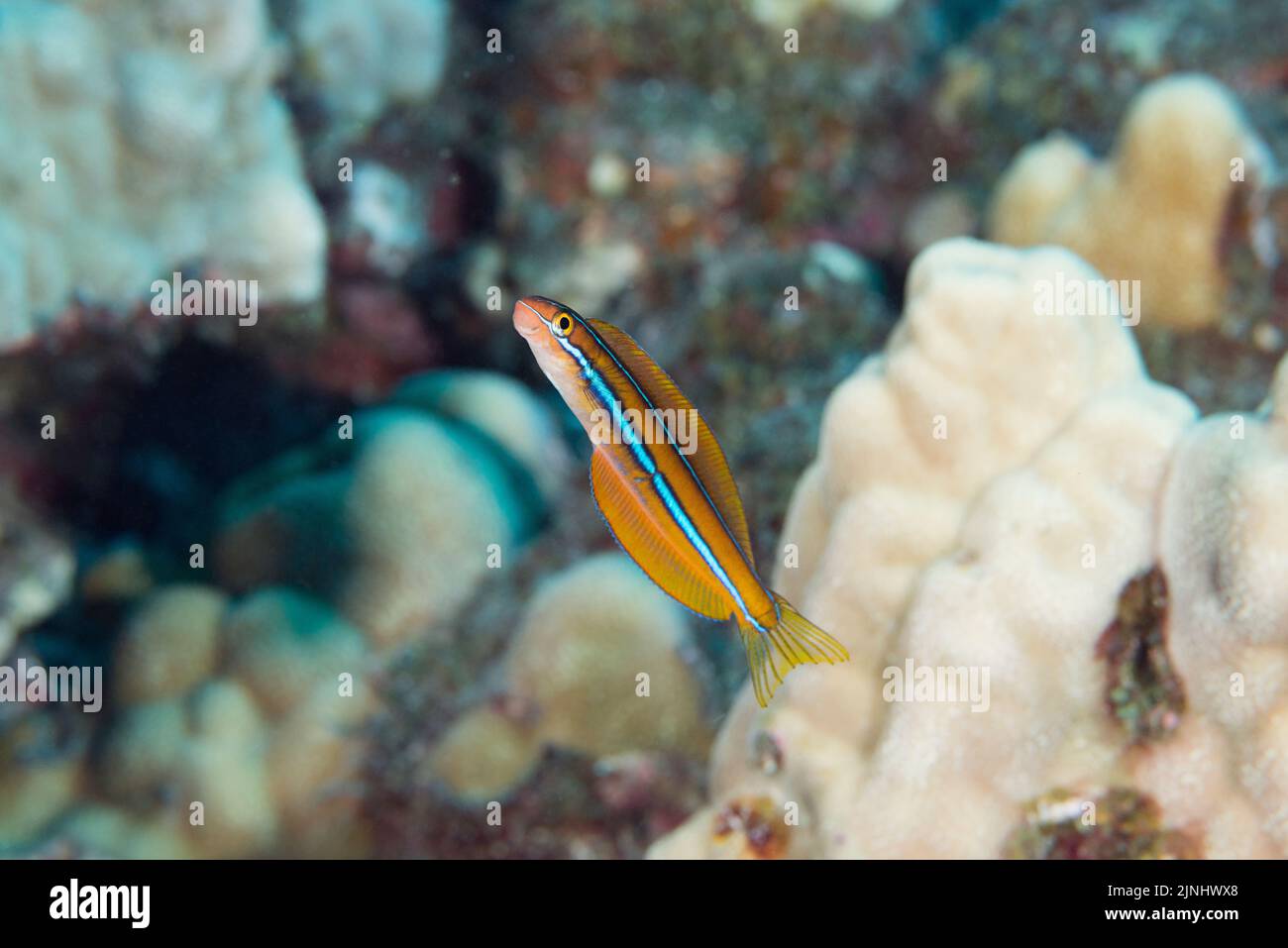 Ewa fang blenny hi-res stock photography and images - Alamy