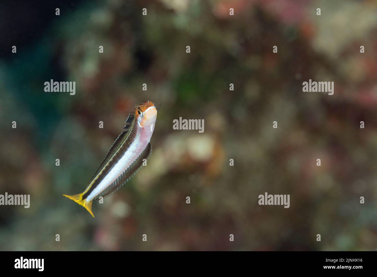 Goslines fangblenny hi-res stock photography and images - Alamy