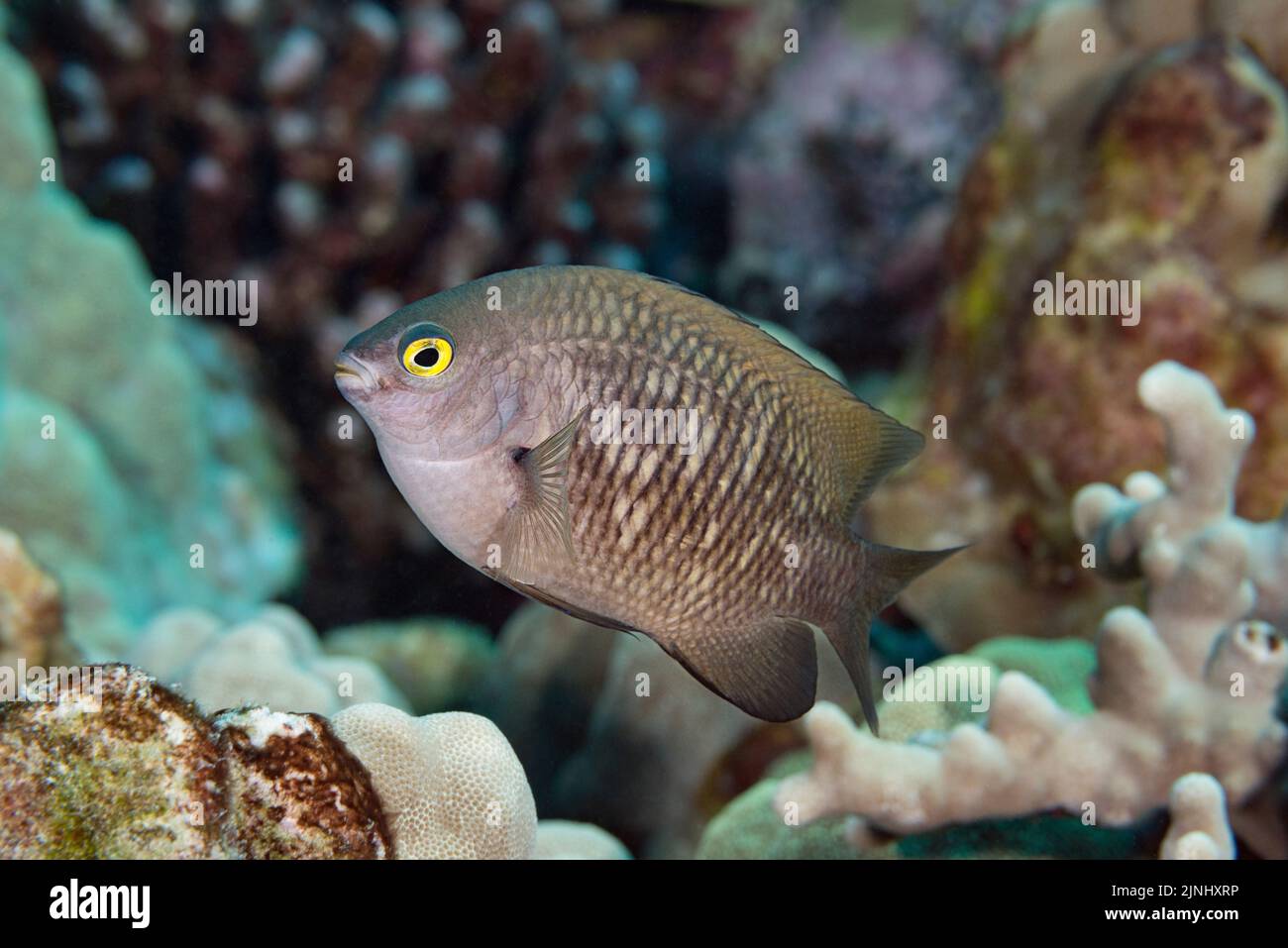 endemic Hawaiian Gregory damselfish, Stegastes marginatus, Makako Bay ...
