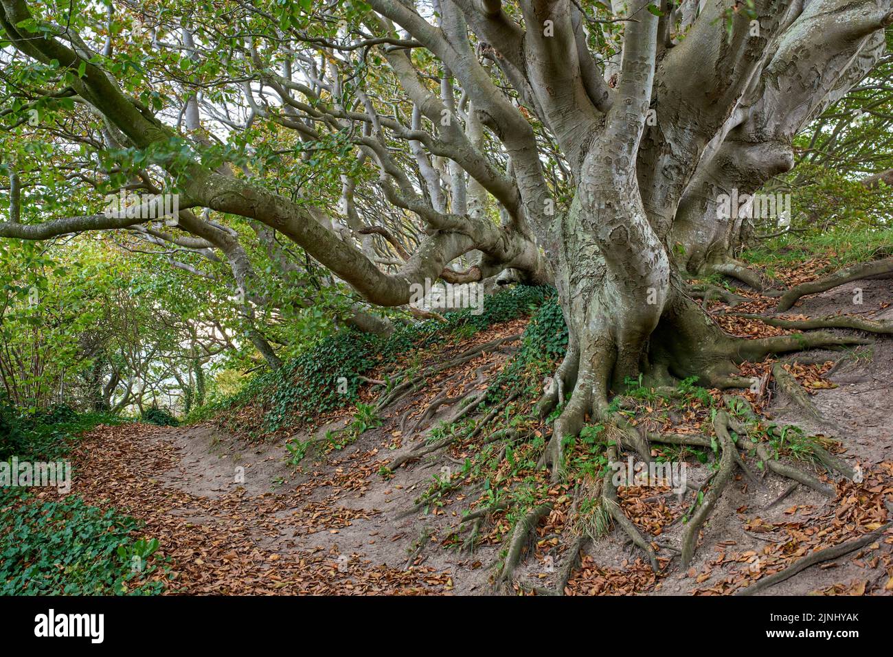 Hardwood forest - Denmark. Hardwood forest uncultivated - Denmark Stock ...