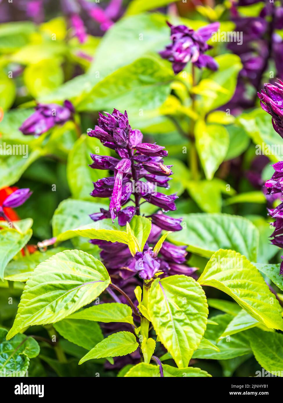 Blue Salvia farinacea flowers, or Mealy Cup Sage. A beautiful, brightly ...