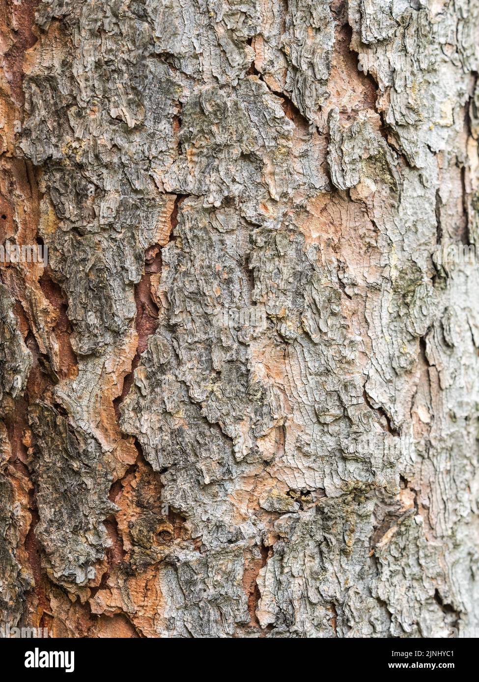 Bark texture and background of a old fir tree trunk. Detailed bark texture Stock Photo - Alamy