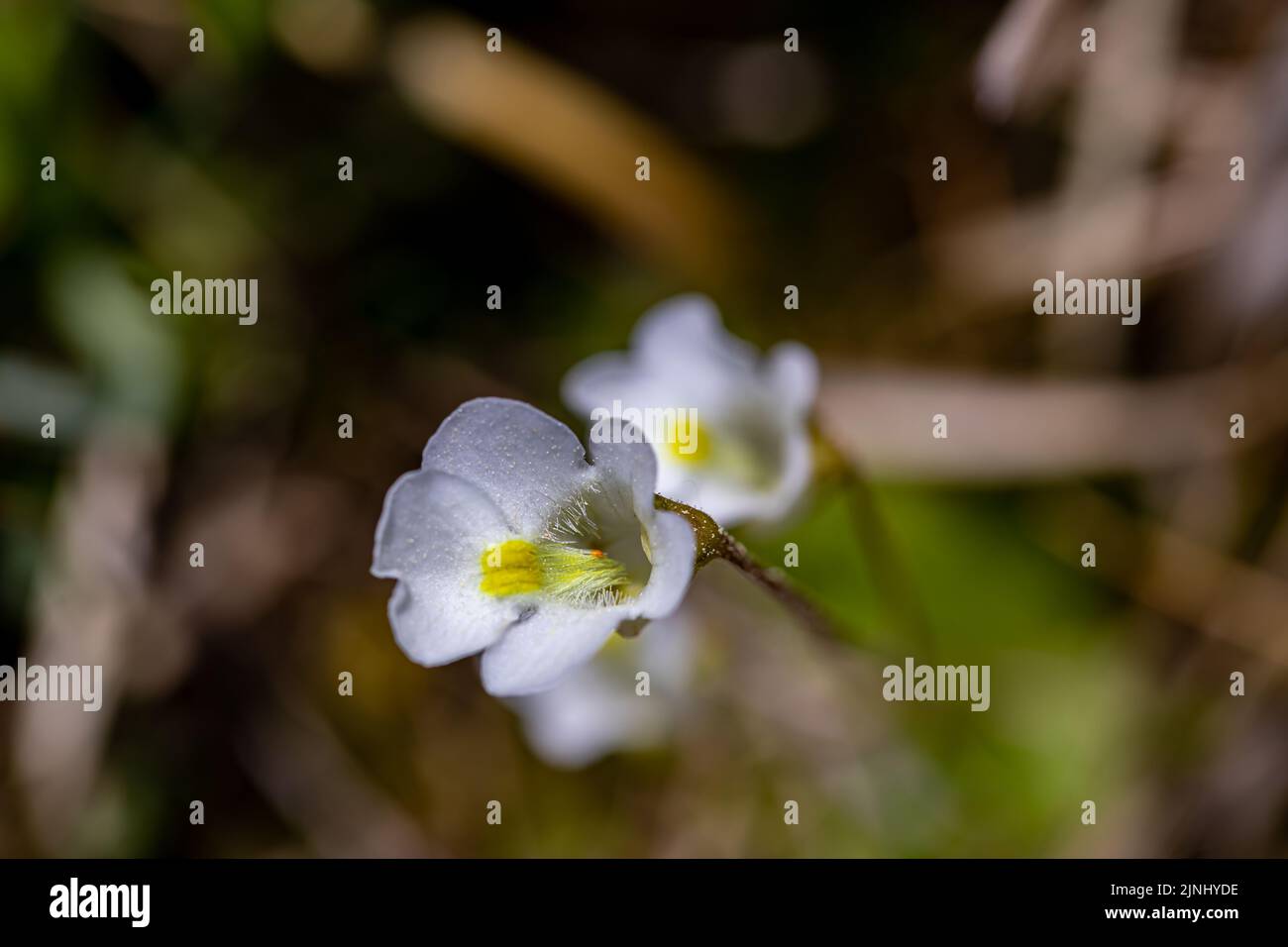 Pinguicula alpina flower in meadow, close up Stock Photo - Alamy