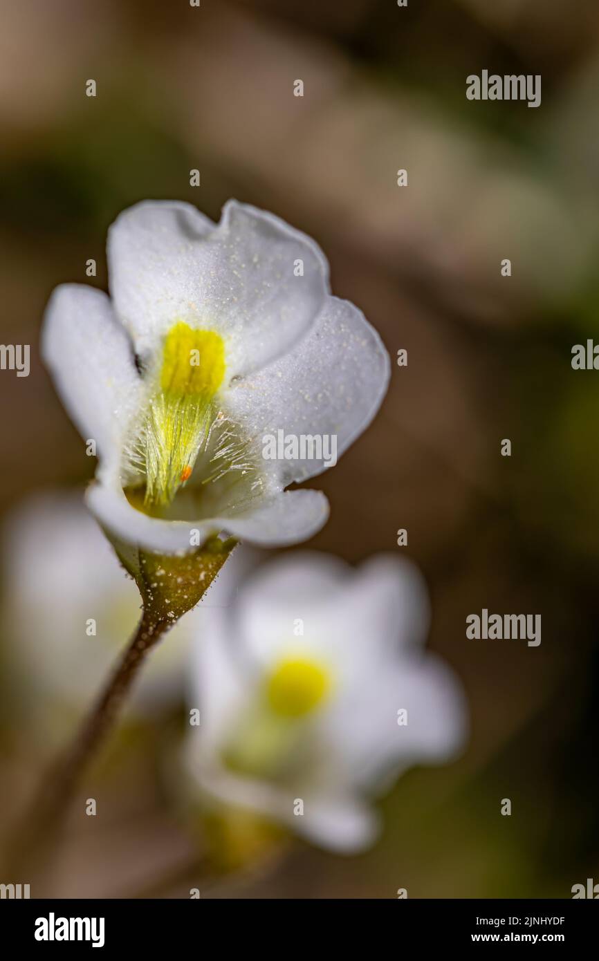 Pinguicula alpina flower growing in meadow, close up Stock Photo - Alamy