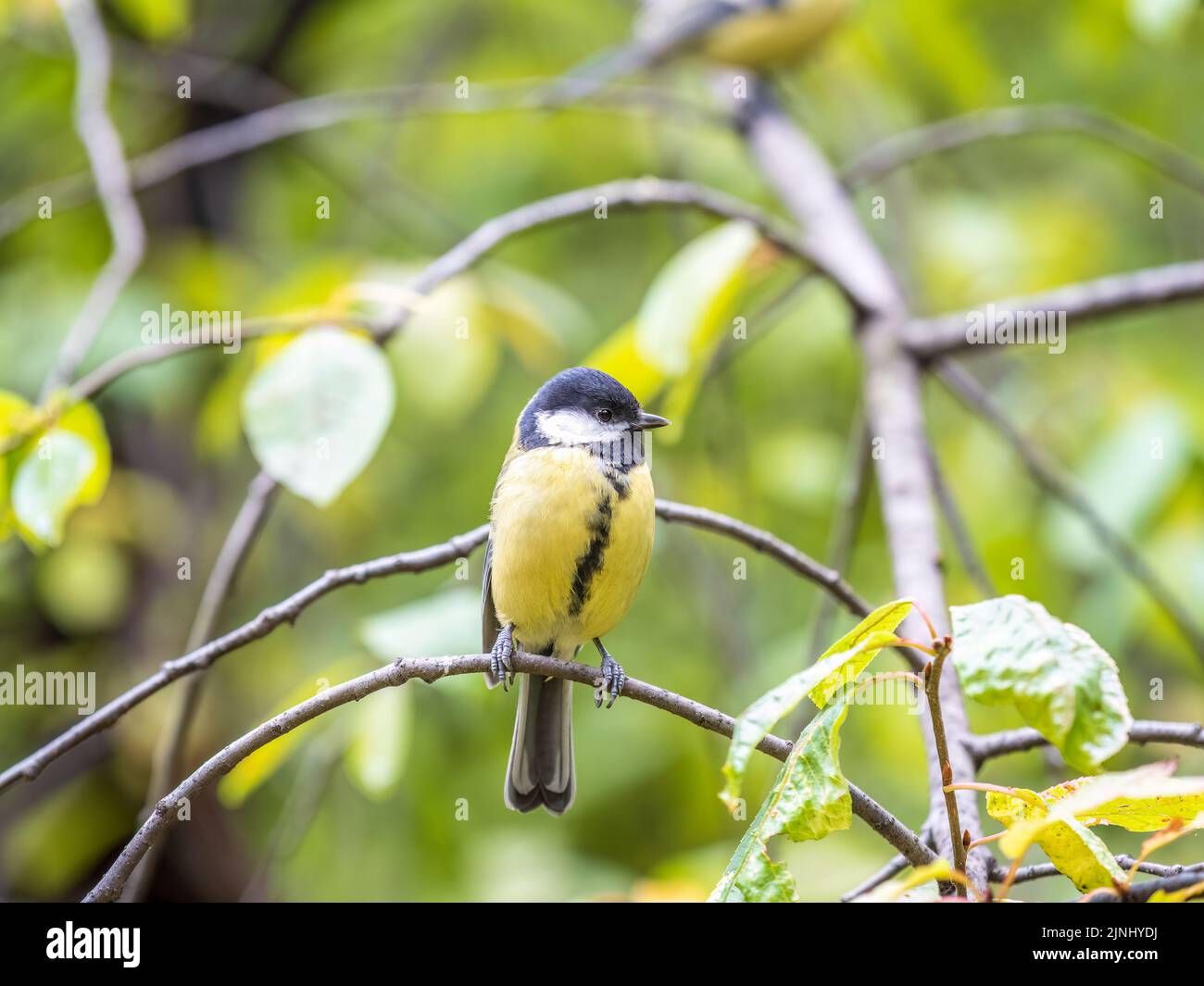 Cute bird Great tit, songbird sitting on the branch with blured ...