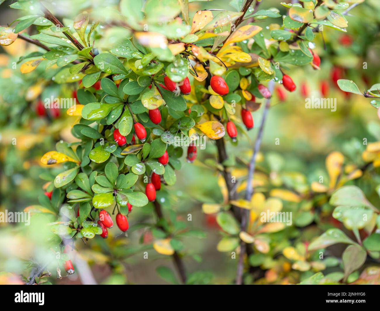 Branches of a barberry Bush with ripe red barberry berries Branches ...