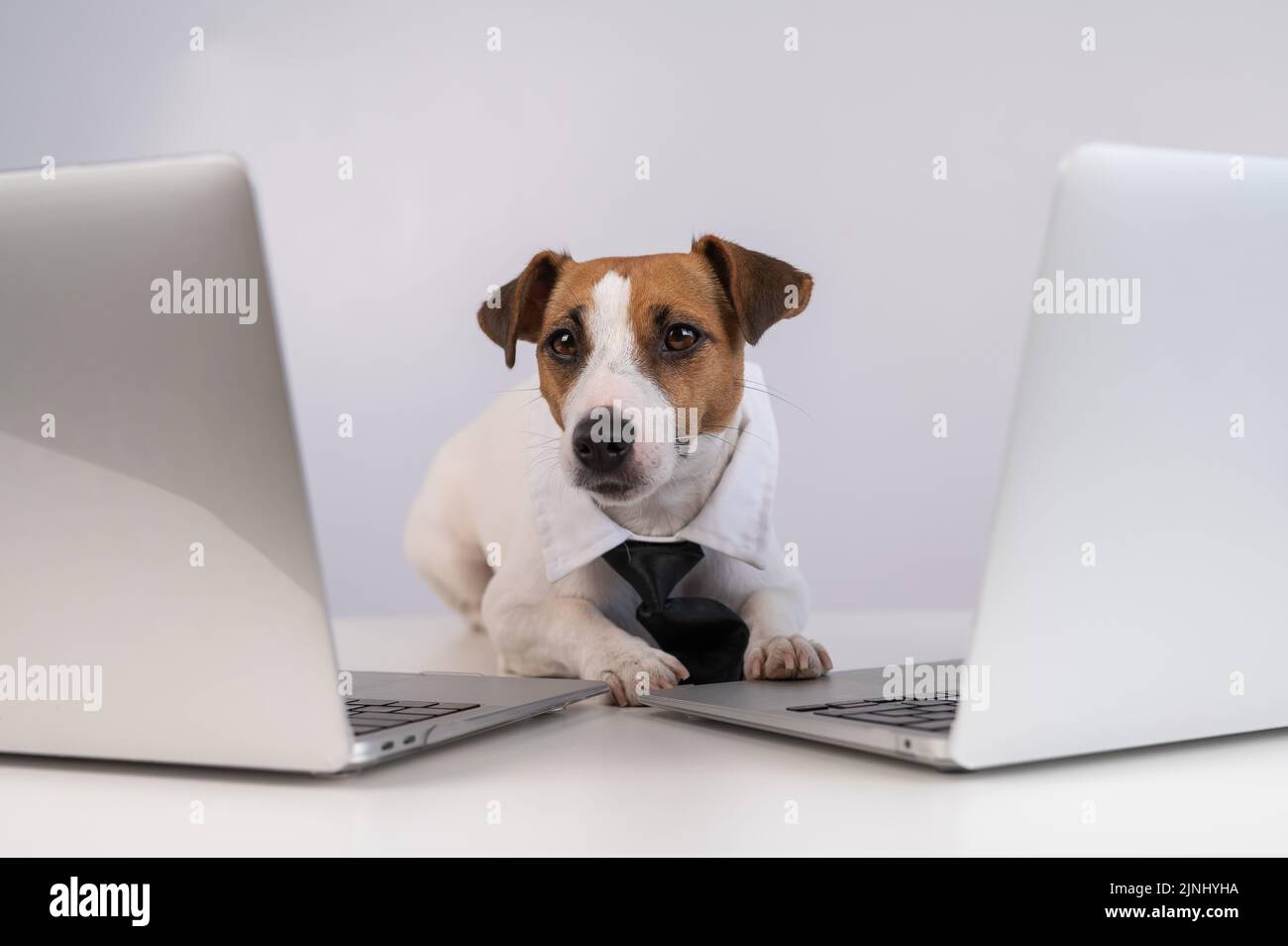 Dog Jack Russell Terrier dressed in a tie sits between two laptops on a ...