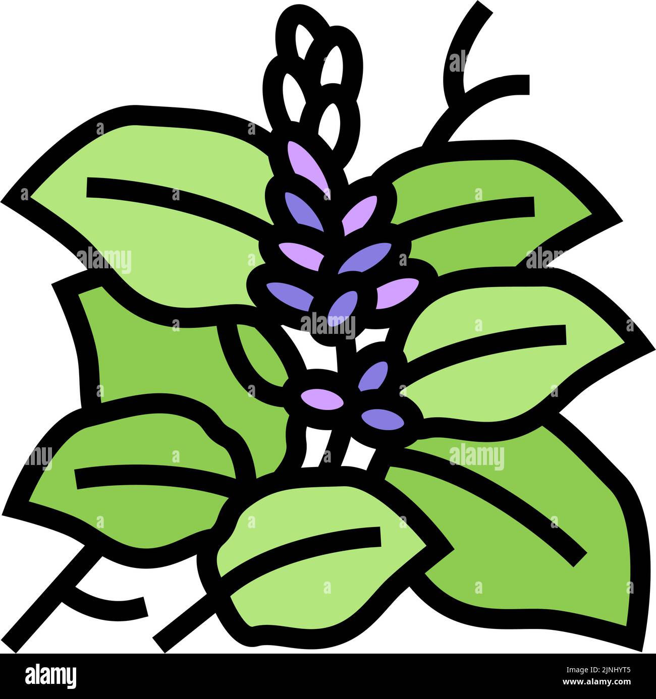 kudzu plant color icon vector illustration Stock Vector Image & Art - Alamy